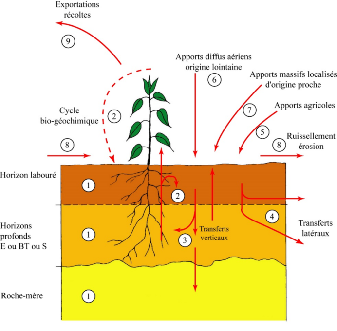 L'importance des horizons profonds des sols - Encyclopédie de l'environnement