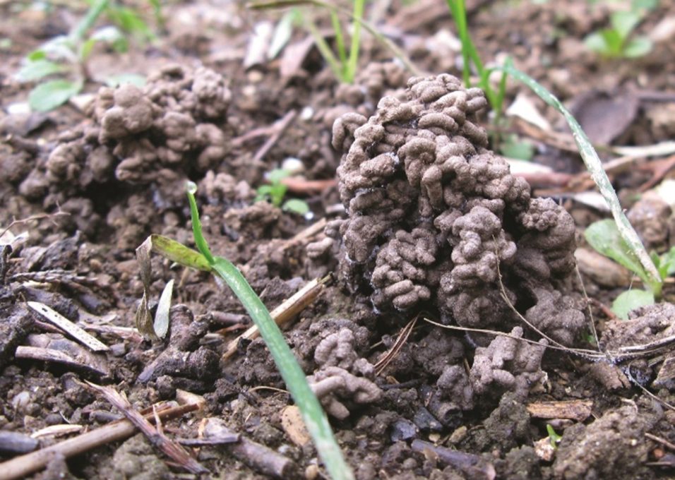 The importance of deep soil horizons - Encyclopedia of the Environment