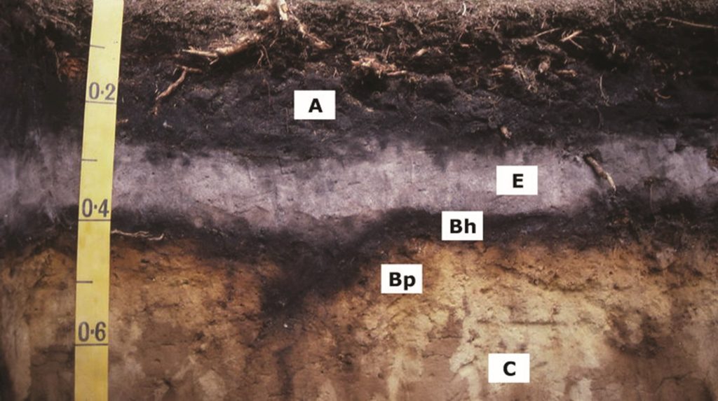 The importance of deep soil horizons - Encyclopedia of the Environment