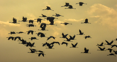 The orientation of migratory birds - Encyclopedia of the Environment