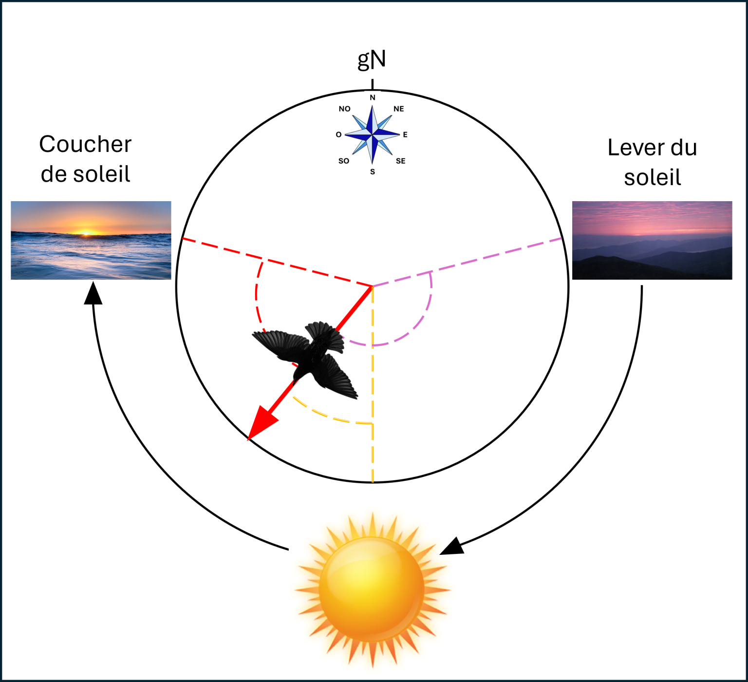 The orientation of migratory birds - Encyclopedia of the Environment