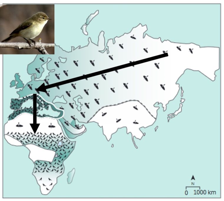The orientation of migratory birds - Encyclopedia of the Environment