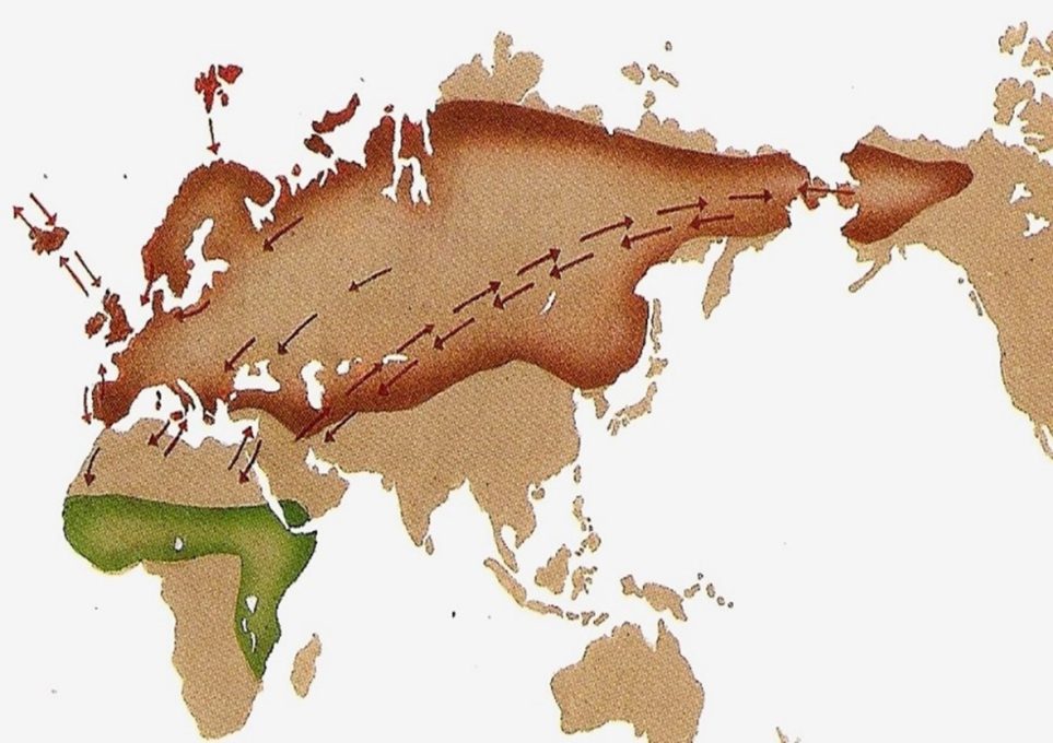 The orientation of migratory birds - Encyclopedia of the Environment