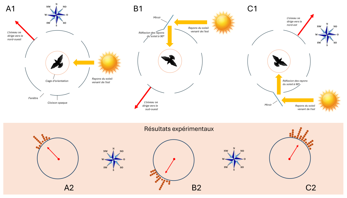 The orientation of migratory birds - Encyclopedia of the Environment