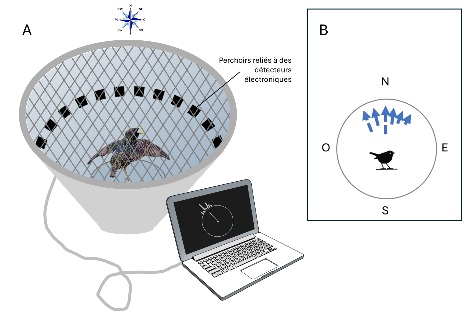 The orientation of migratory birds - Encyclopedia of the Environment